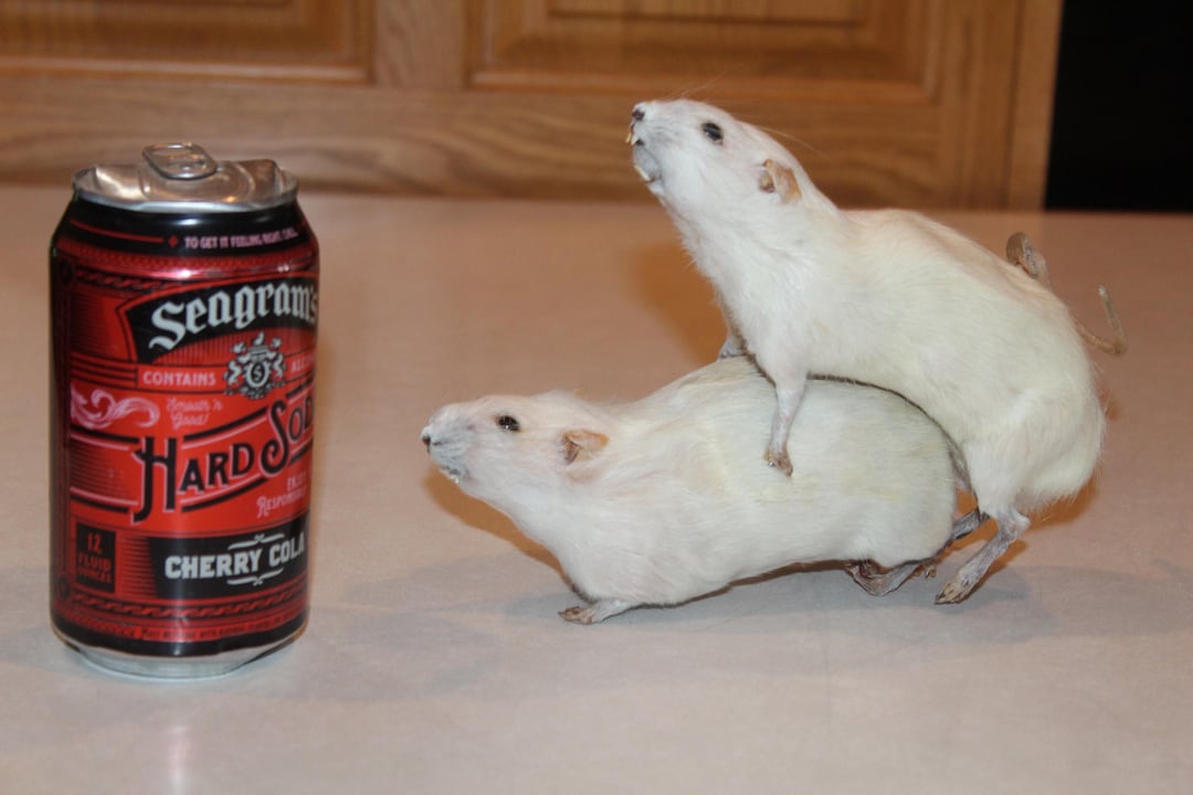 New Taxidermy Rats Making Love Mount Novelty Whitetail Deer Log Cabin ...