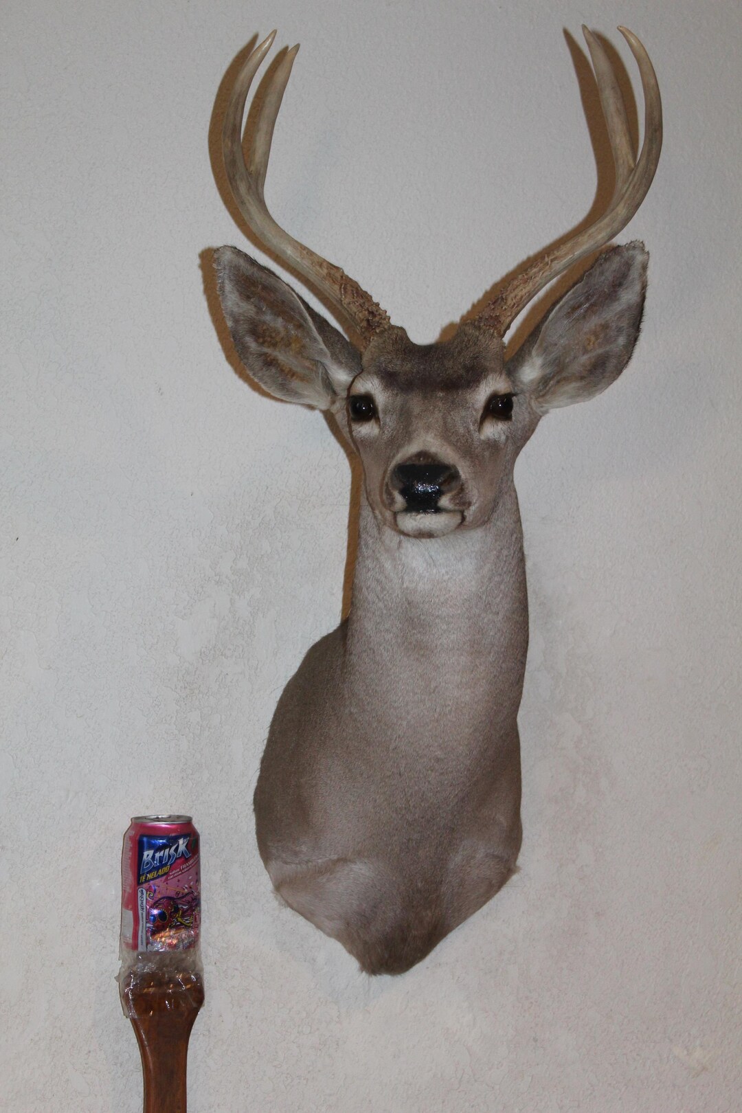 Mule Deer Head Shoulder Mount Taxidermy Cape Shed Antler Hunt Whitetail ...