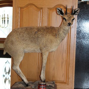 New Taxidermy Klipspringer Grey Rhebok Duiker Steenbok Antelope Mount ...