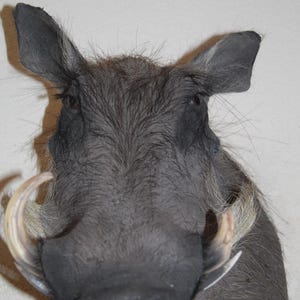 Pig Head Mount Taxidermy Log Cabin Decor - Etsy