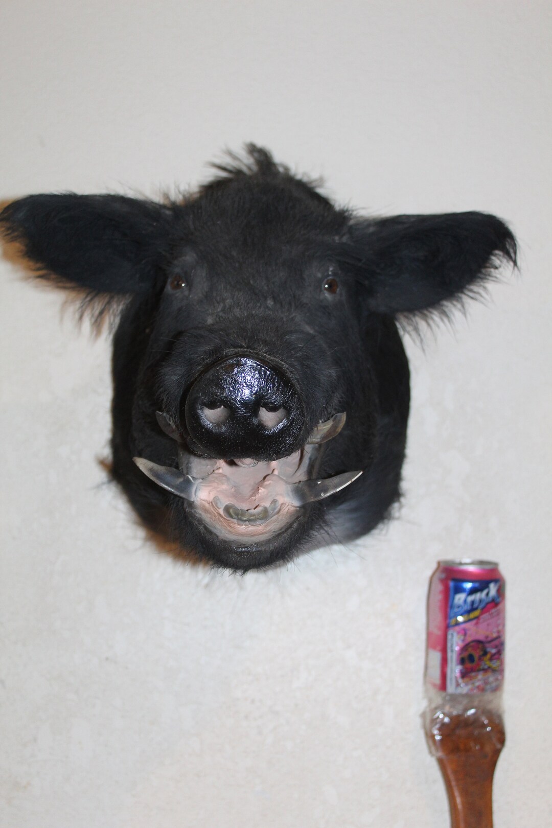 Pig Head Mount Taxidermy Log Cabin Decor - Etsy