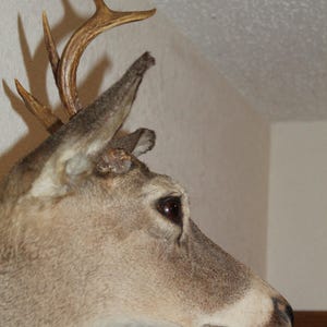 Whitetail Deer Head Shoulder Mount Taxidermy Cape Shed Antler Hunt Mule ...