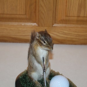 Taxidermy Chipmunk Golf Ball Club Mount Novelty Whitetail Deer Log ...