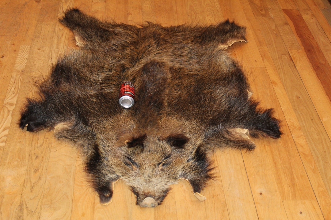 Pig Rug Mount Taxidermy Tanned Hide Skin - Etsy