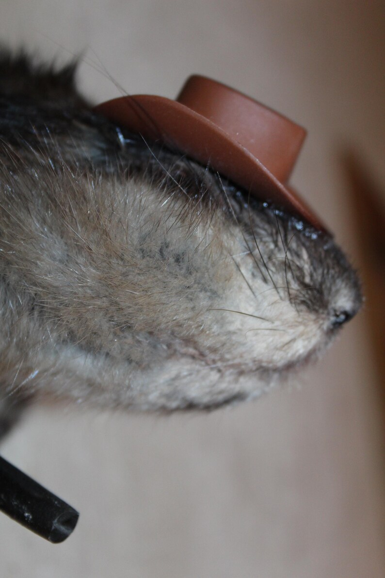 New Cowboy Muskrat Taxidermy Log Cabin Decor Mount Mancave Whitetail ...
