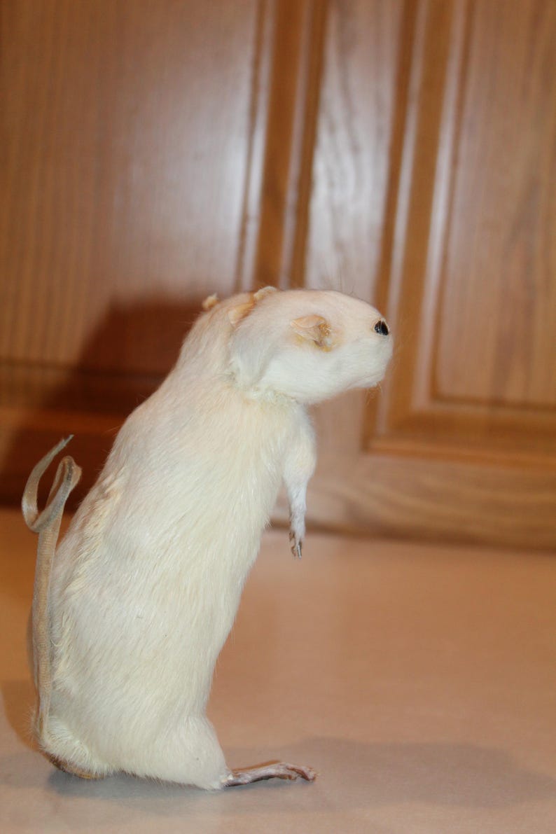 New 2 Headed Rat Mount Novelty Sideshow Circus Gaff Prank Mouse ...