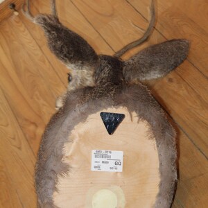 Mule Deer Head Shoulder Mount Taxidermy Cape Shed Antler Hunt Whitetail ...