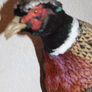 Flying Chinese Ringneck Pheasant Rooster Taxidermy Log Cabin Decor ...