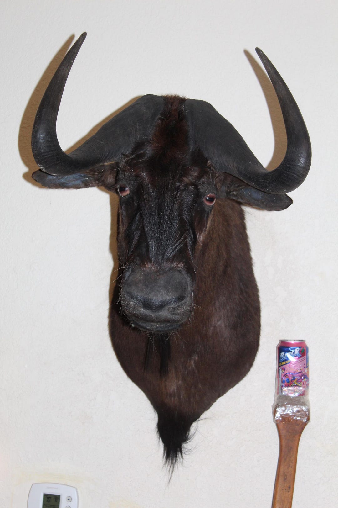 African Black Wildebeest Mount Taxidermy Zebra Gemsbok Safari Tsessebe ...