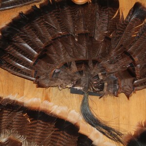 6 Turkey Tail Feather Fans Mounts Lot Taxidermy Whitetail Deer Log ...