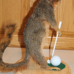 Taxidermy Squirrel Golf Ball Club Mount Novelty Whitetail Deer Log ...