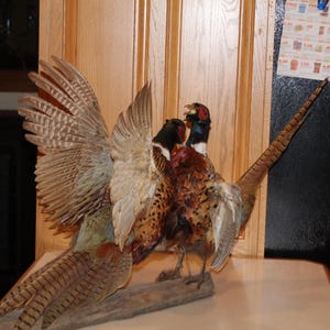Taxidermy Pair Fighting Ring Neck Pheasant Mounts Novelty Present Whitetail Deer Log Cabin Decor ...