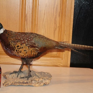 Standing Chinese Ringneck Pheasant Rooster Taxidermy Log Cabin Decor ...
