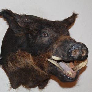 Pig Hog Head Mount Taxidermy Log Cabin Decor - Etsy