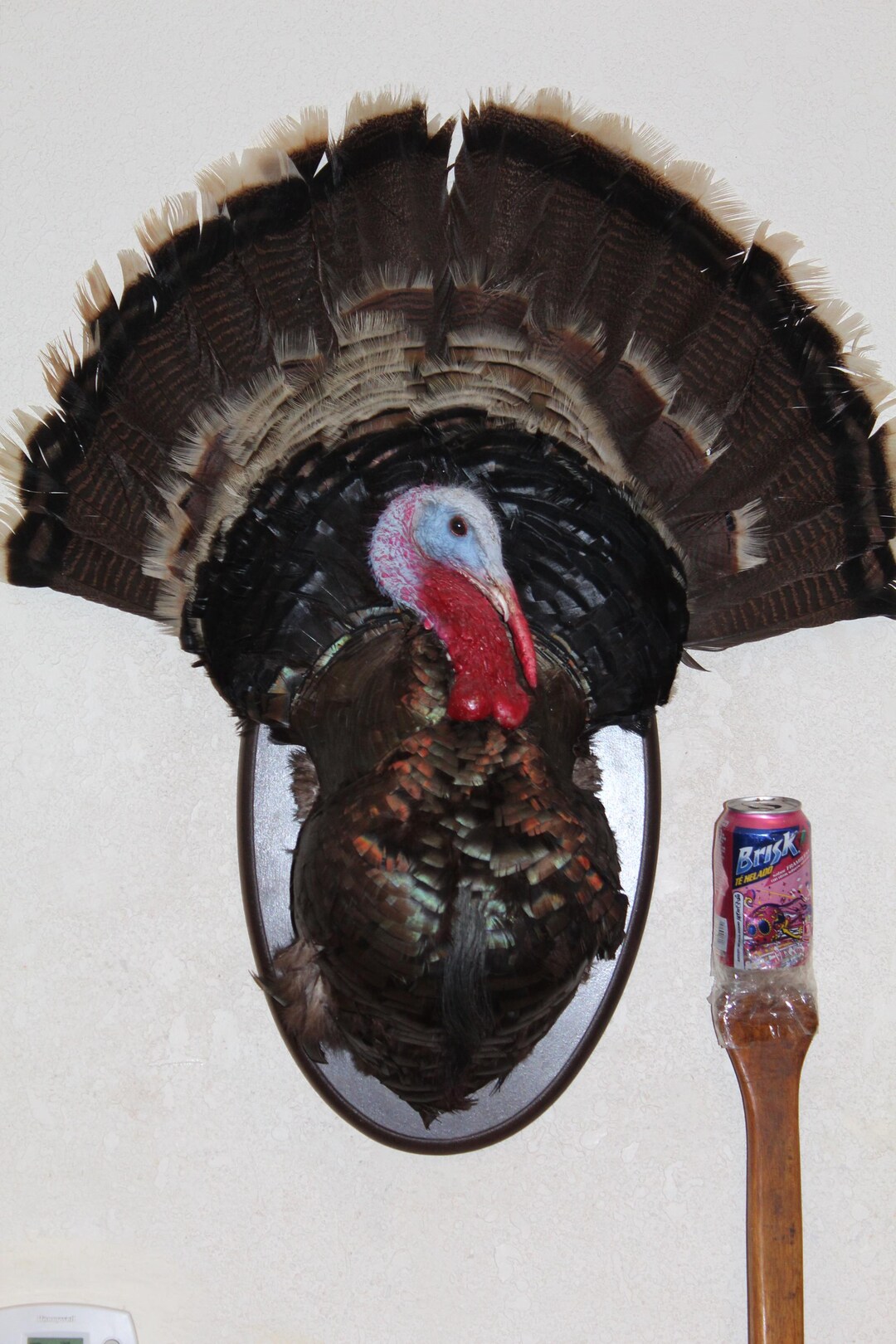 Turkey Mount Taxidermy Tom Jake Whitetail Deer Shed Antler Log Cabin ...