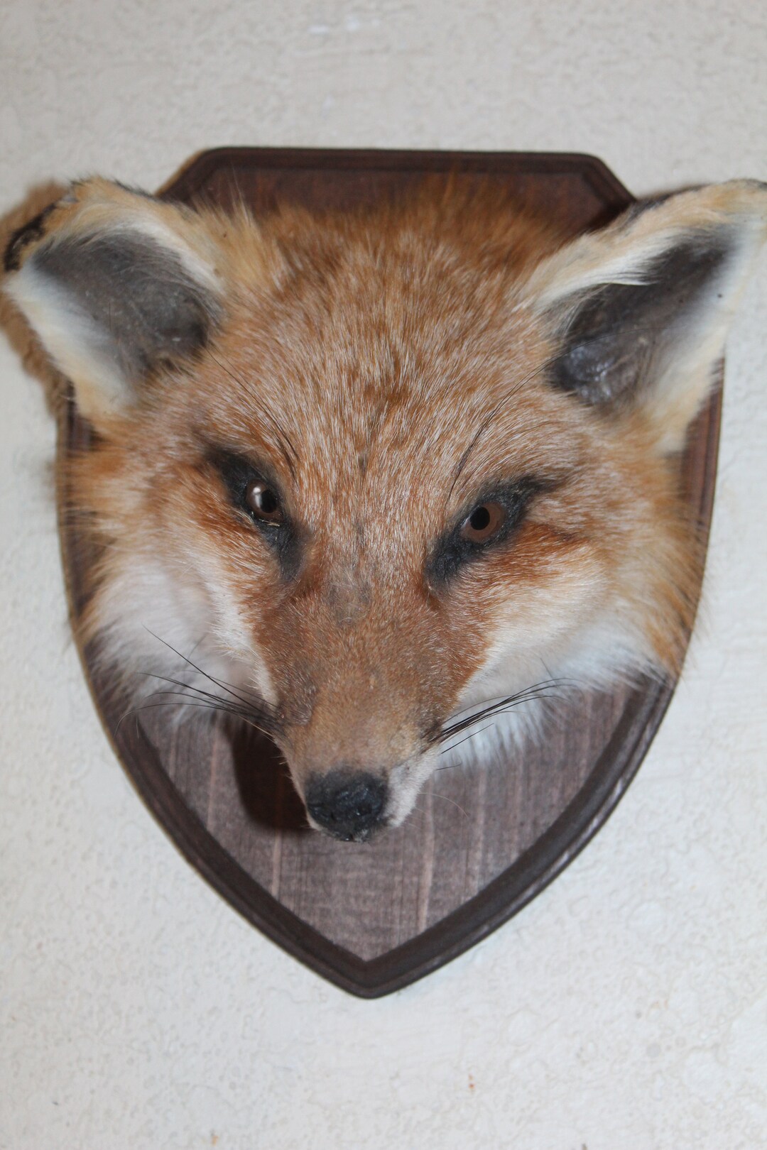 New Fox Head Mount Taxidermy Whitetail Deer Antler Mule Hunt - Etsy