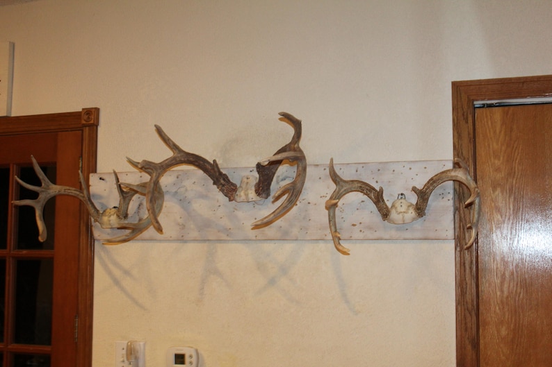 Whitetail Deer Mounts Taxidermy Antler Hunt Racks Log Cabin Wall Decor ...