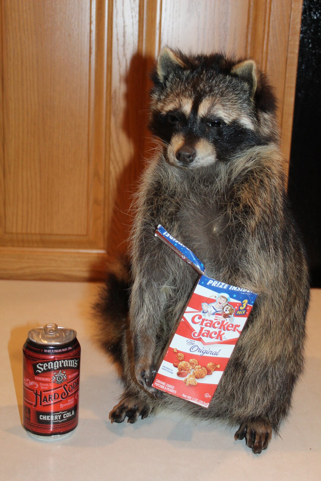 New Raccoon Mount Taxidermy Antler Candy Cracker Jack Novelty - Etsy
