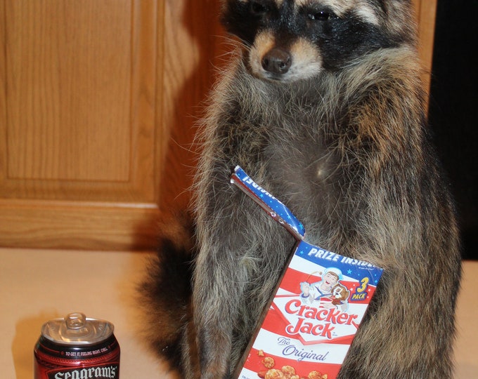 New Raccoon Mount Taxidermy Antler Candy Cracker Jack Novelty Whitetail ...