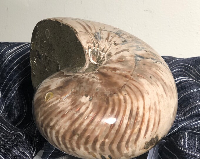Rare Extra Large Nautilus Fossil - Etsy