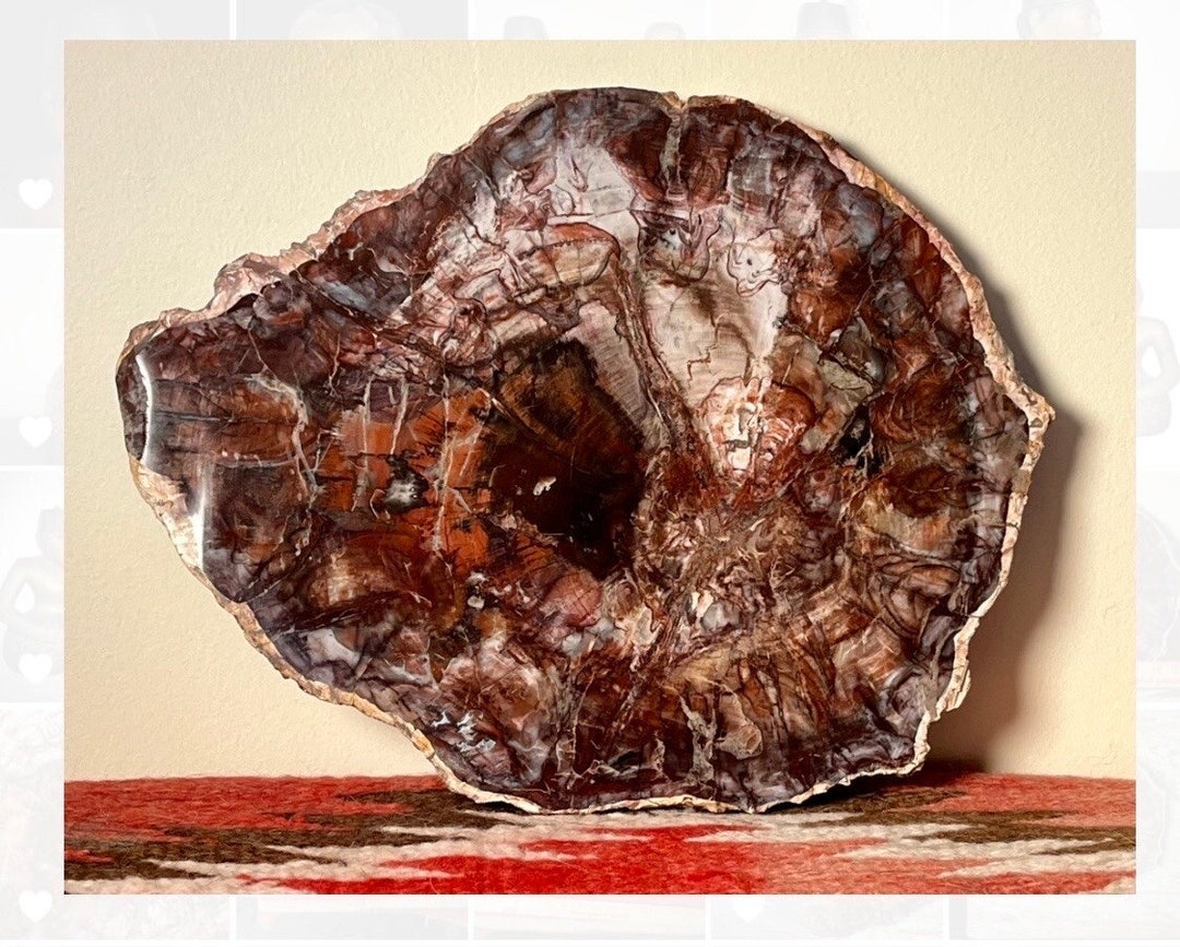 Extra Fine Petrified Wood Slab. Rich Red Earth Tones. - Etsy
