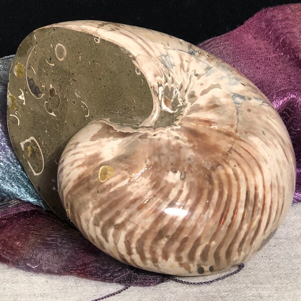 Nautilus Fossil - Etsy