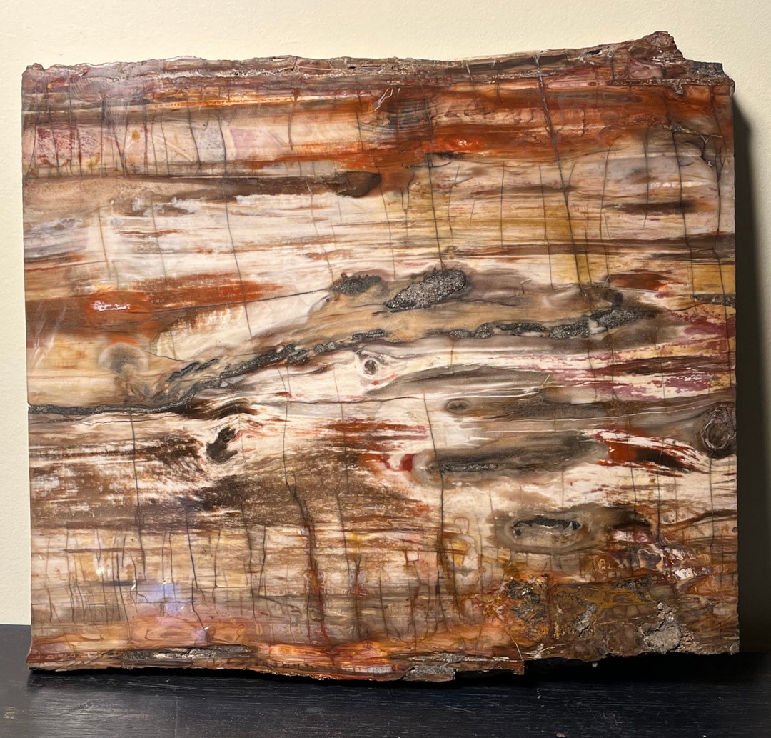 Choice Petrified Wood Slab. Rich Red Earth Tones. Live Edge and Cut. - Etsy
