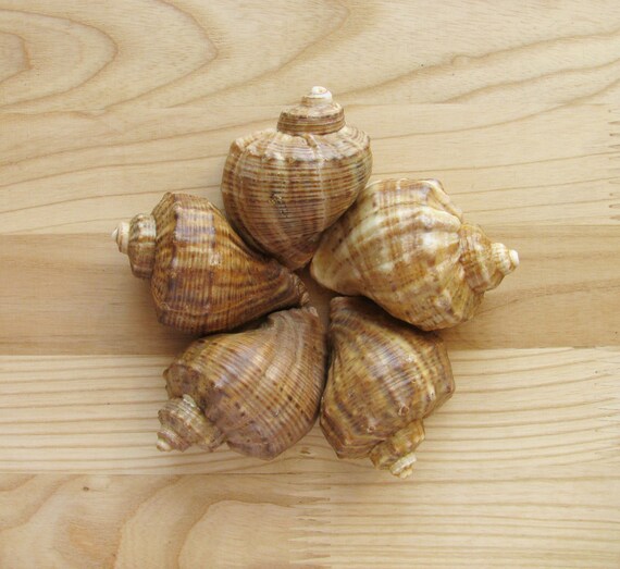 5 Rapana Sea Shells Set of 5 Sea Snail Shell Beach Finds | Etsy