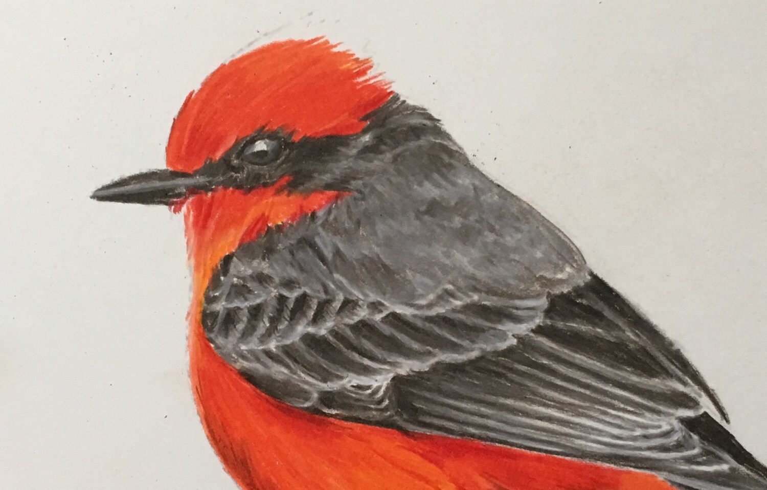 Vermillion Flycatcher Print • 8x10" • Print of an Original Drawing ...