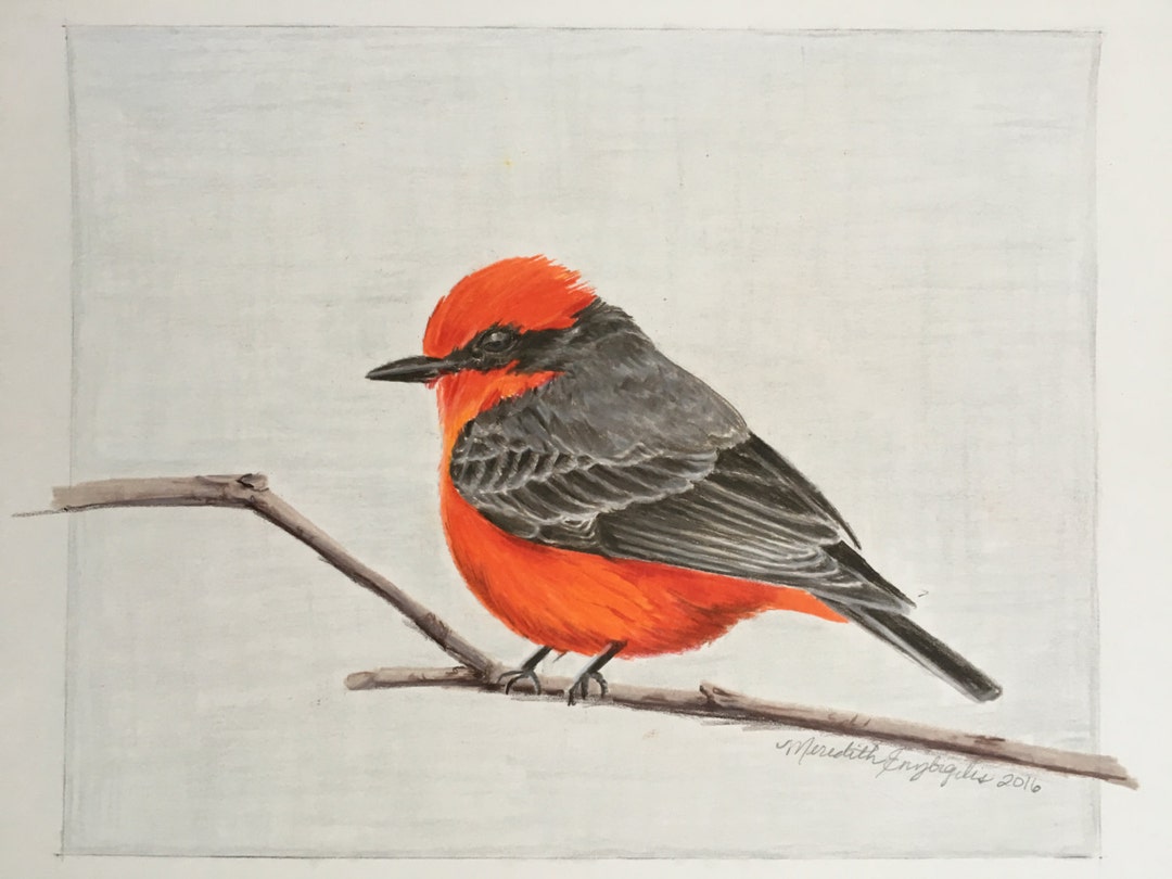Vermillion Flycatcher Print • 8x10" • Print of an Original Drawing ...