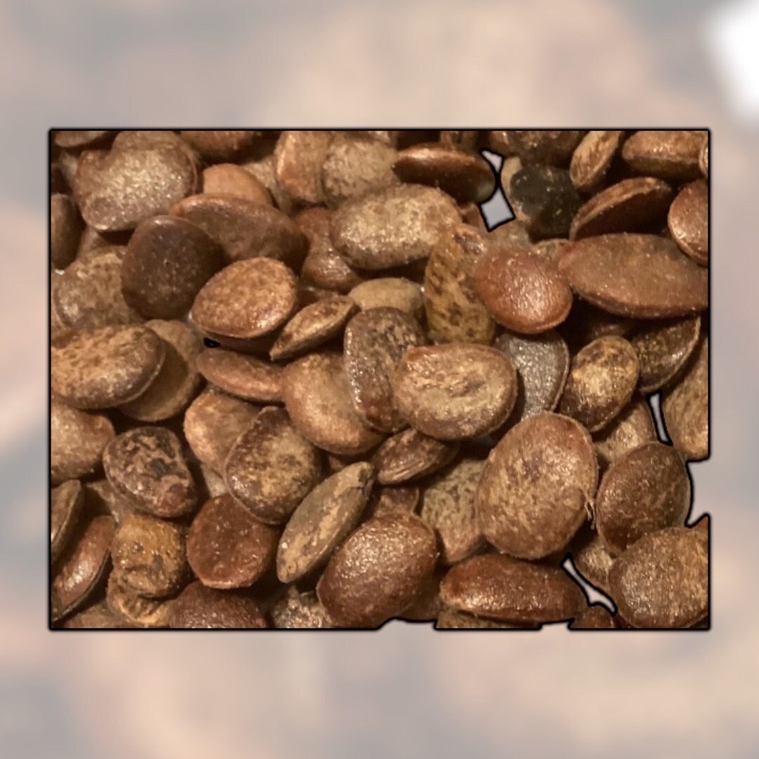 American Persimmon Seeds - Etsy