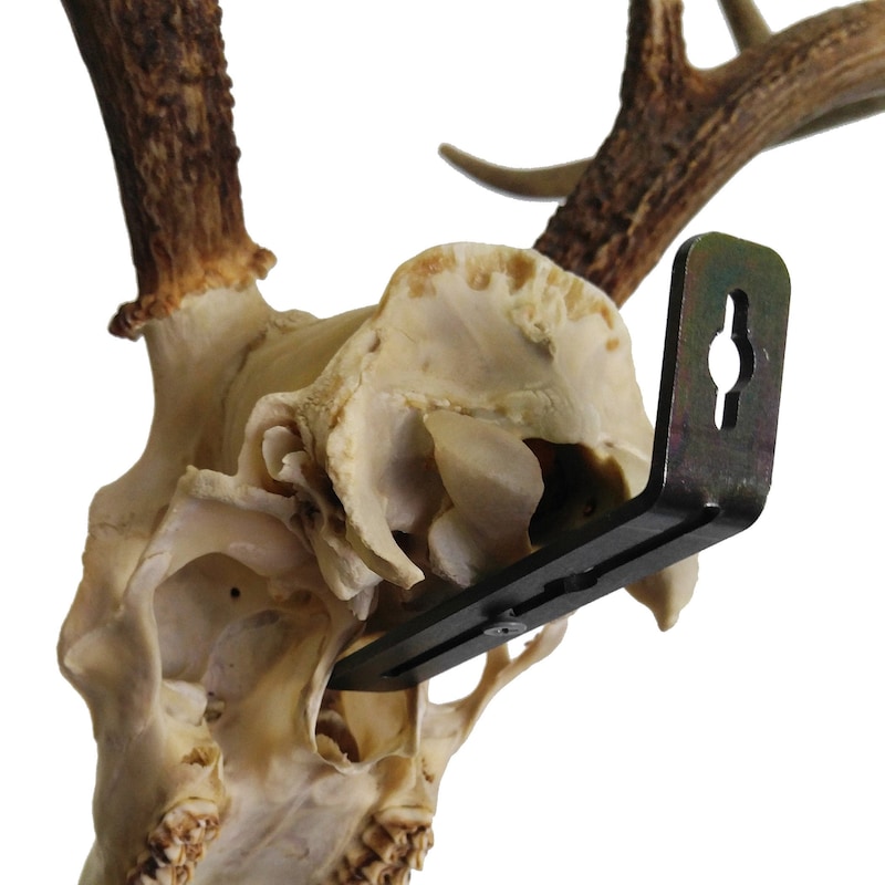 European Mount - Etsy