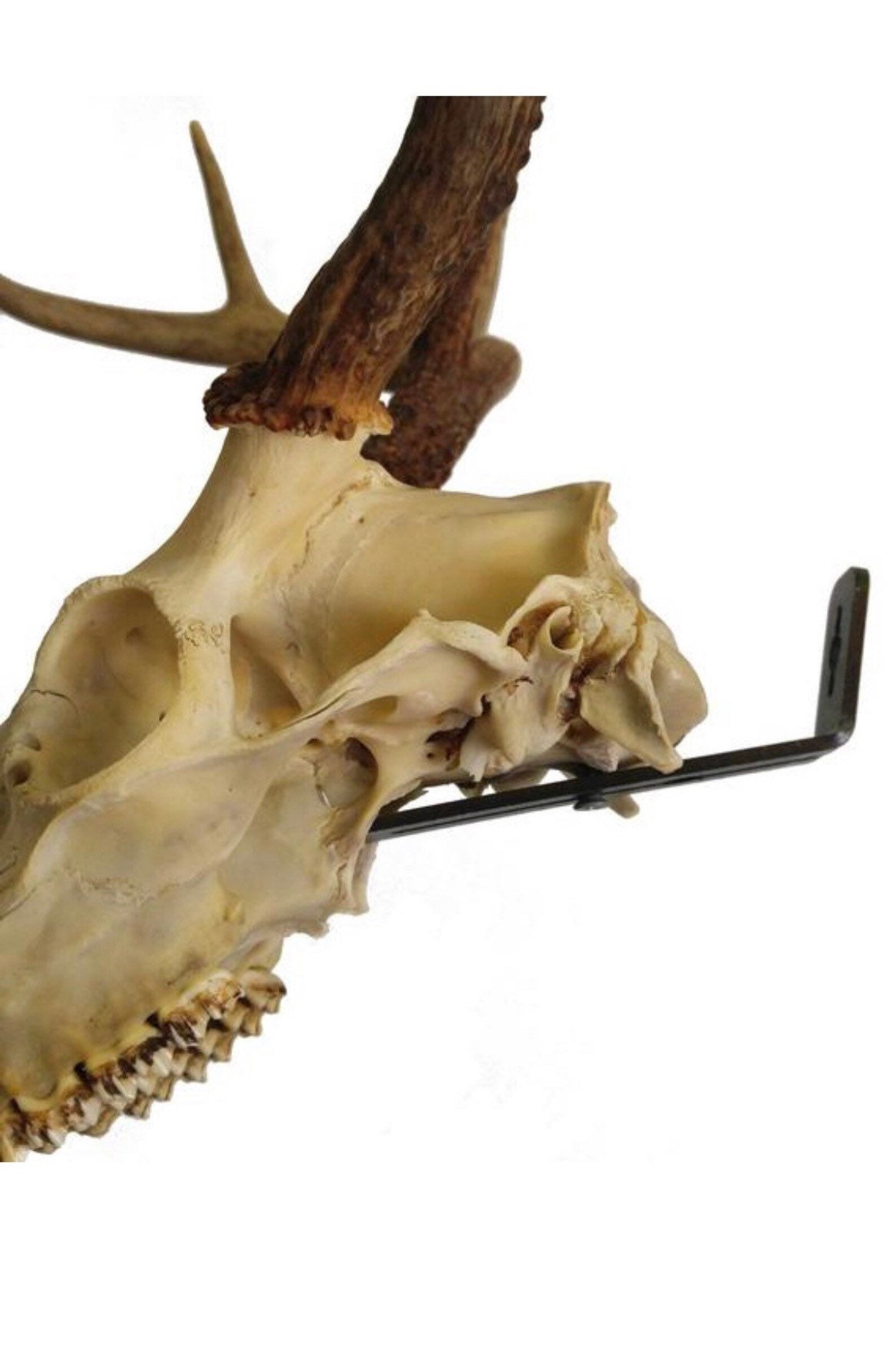 Bag R Buck Euro Rax Trophy Tree 67 Inch Barnwood Top Plaque and Base - Etsy