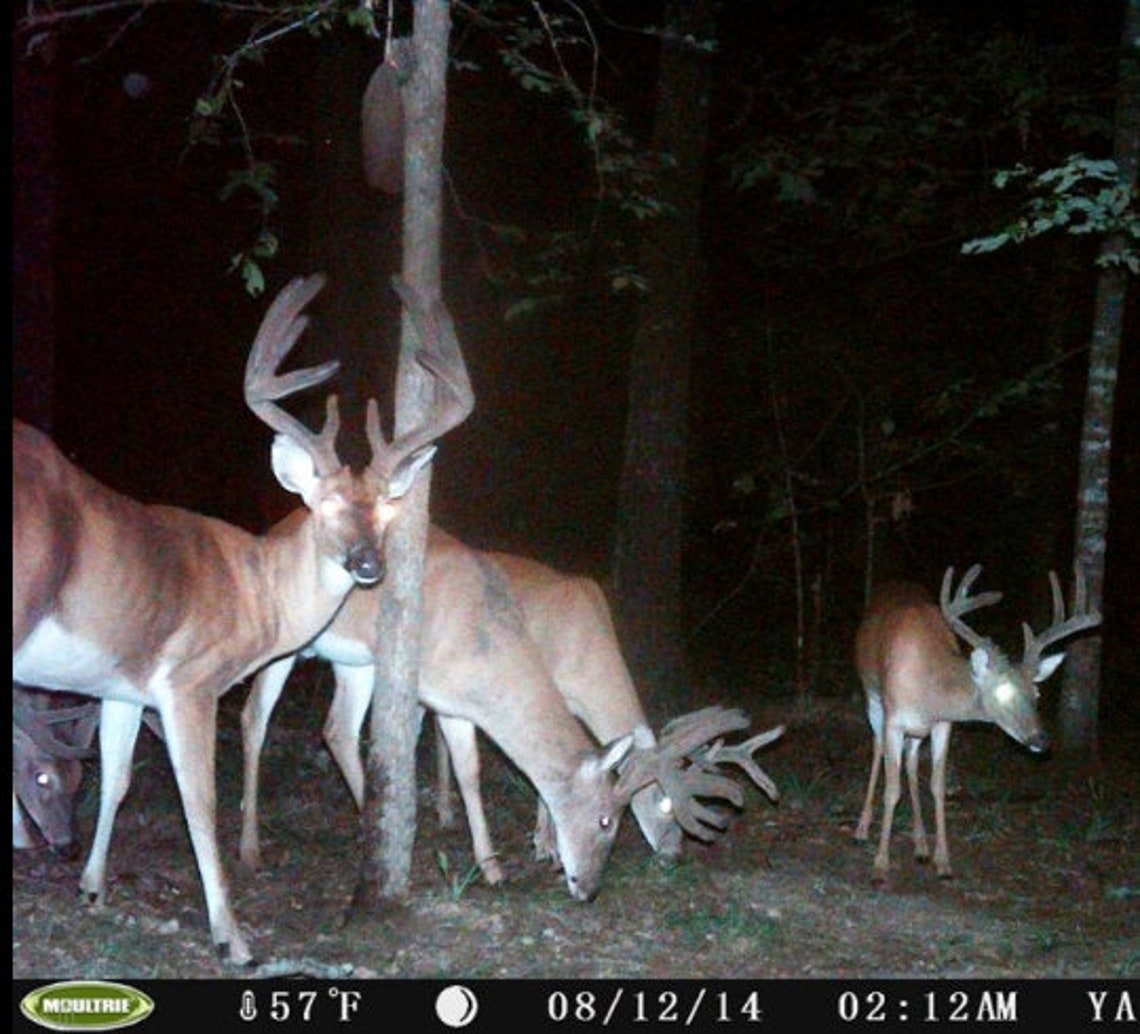 Bag R Buck 10 Bag Rak Sak Blend 10lb Deer Attractant - Etsy