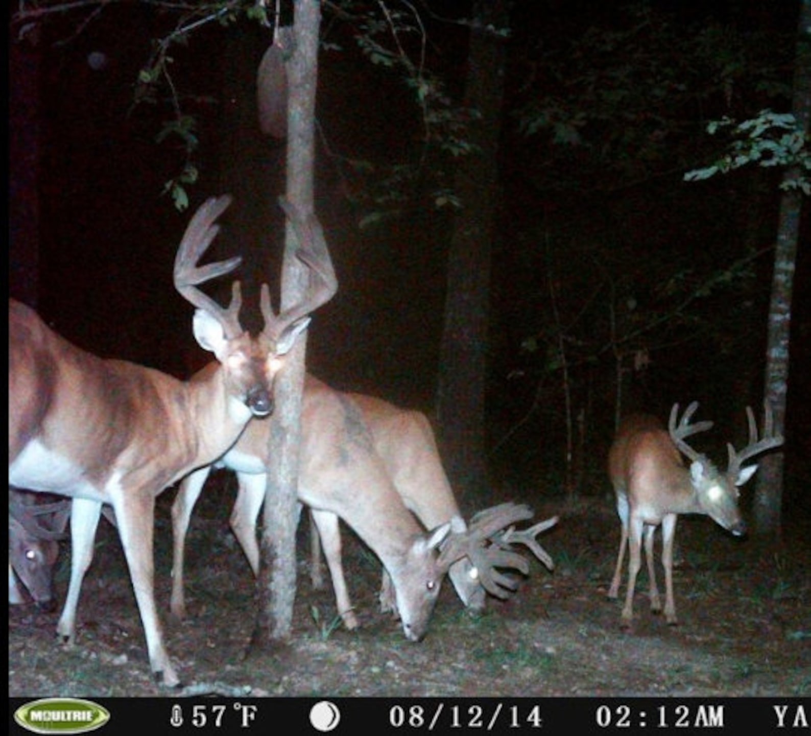 Bag R Buck 10 Bag Rak Sak Blend 10lb Deer Attractant - Etsy