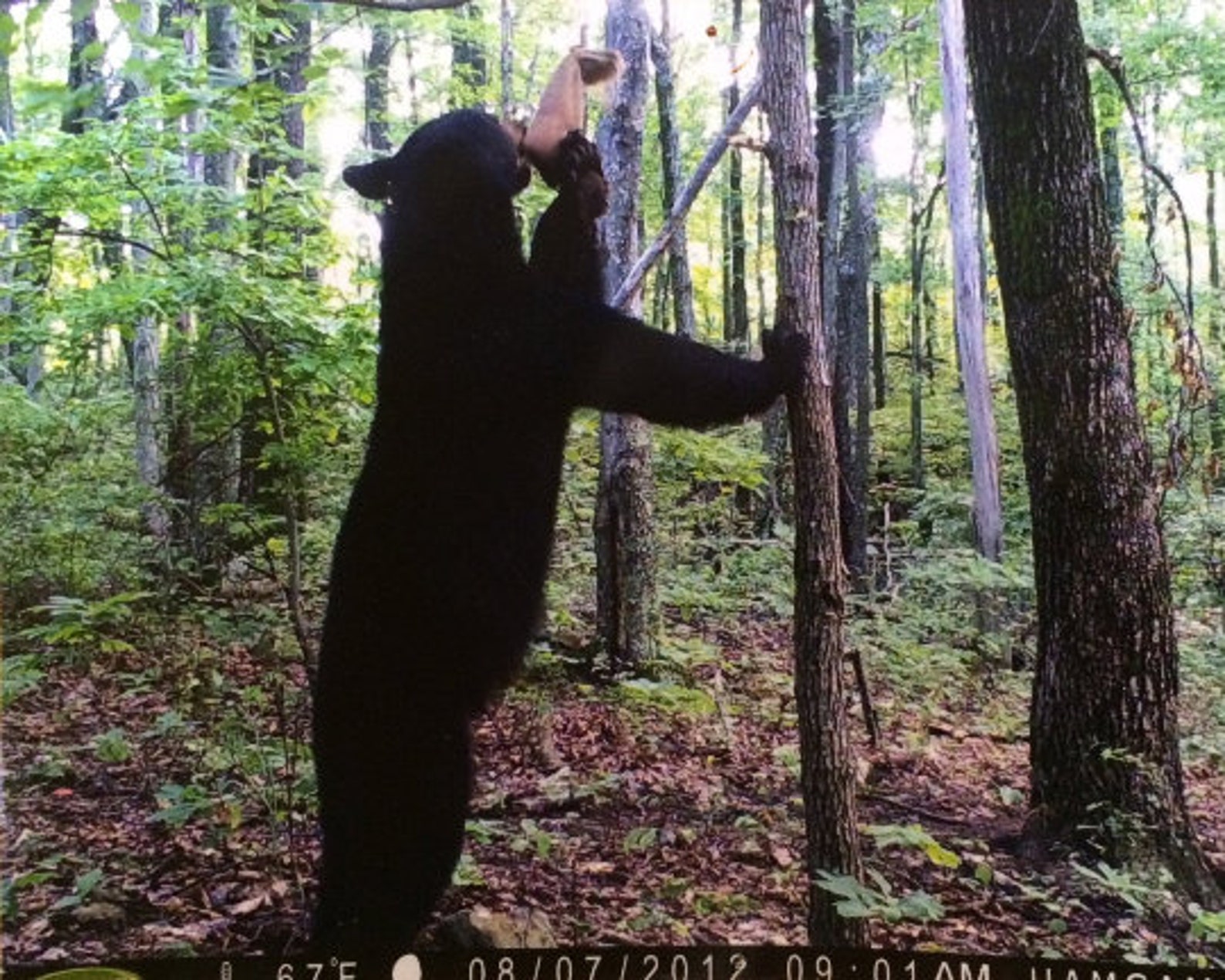 Bag R Buck 10 Bag Rak Sak Blend 10lb Deer Attractant - Etsy