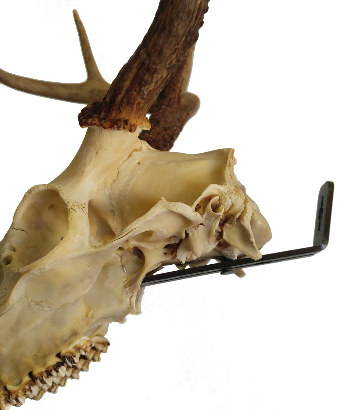 Bag R Buck Euro Rax Skull Mounting Bracket 14 G Lightweight - Etsy