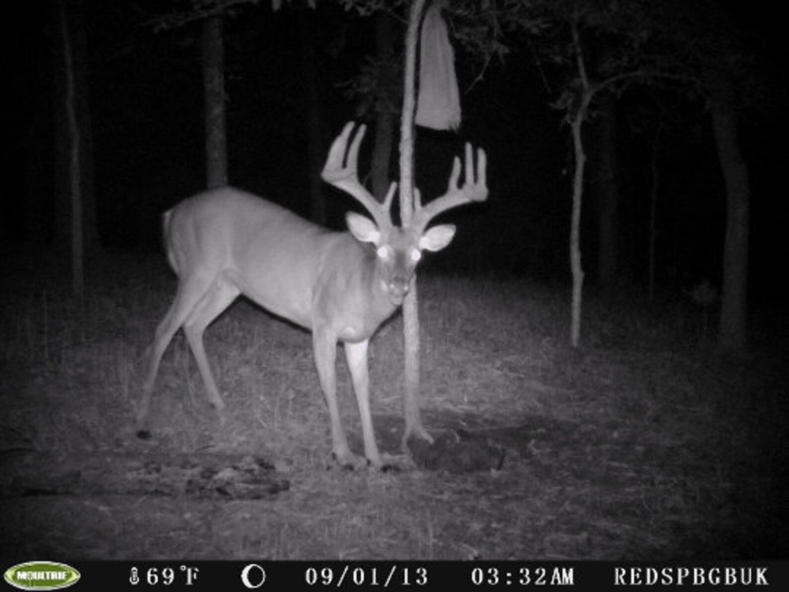 Bag R Buck Peanut Butter Flavor 4lb Packer Bag Deer Attractant - Etsy