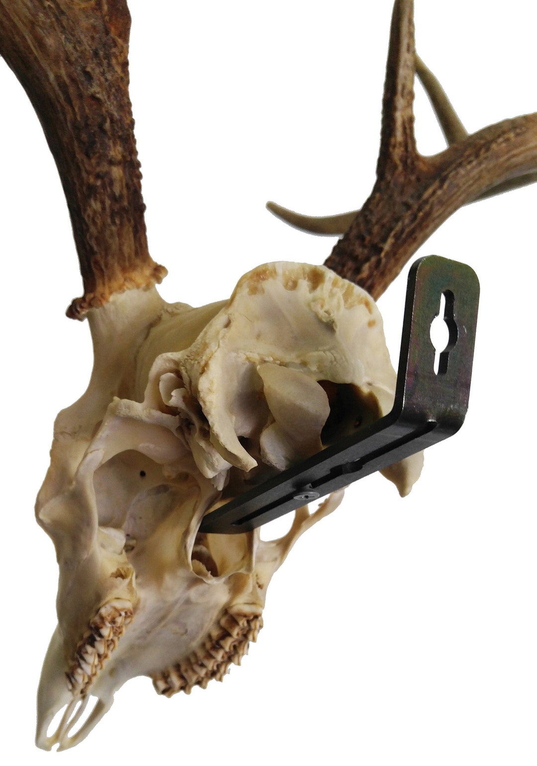 Bag R Buck Euro Rax Skull Mounting Bracket 6 Pack White 14g - Etsy