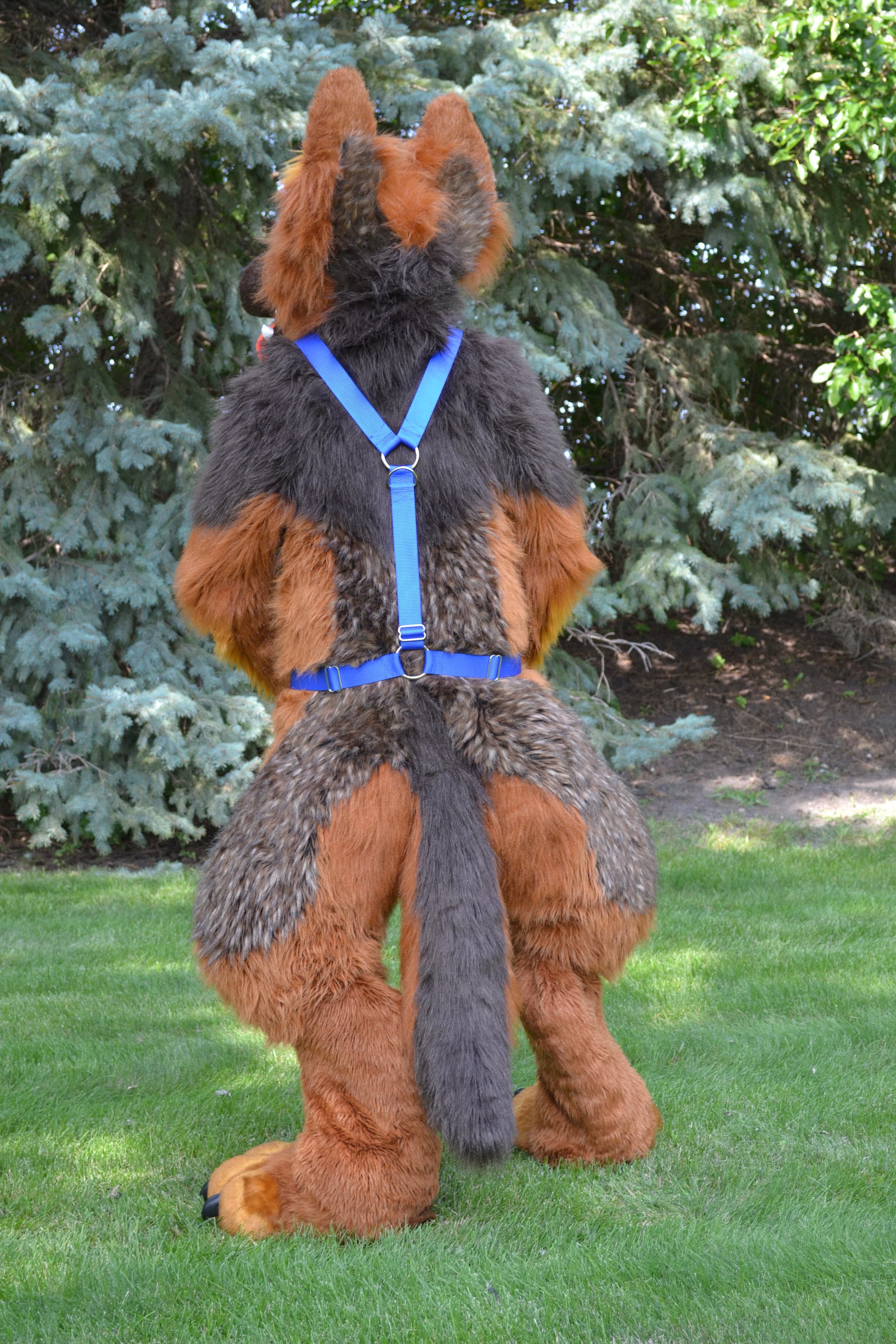 Nylon Y Harness - Etsy