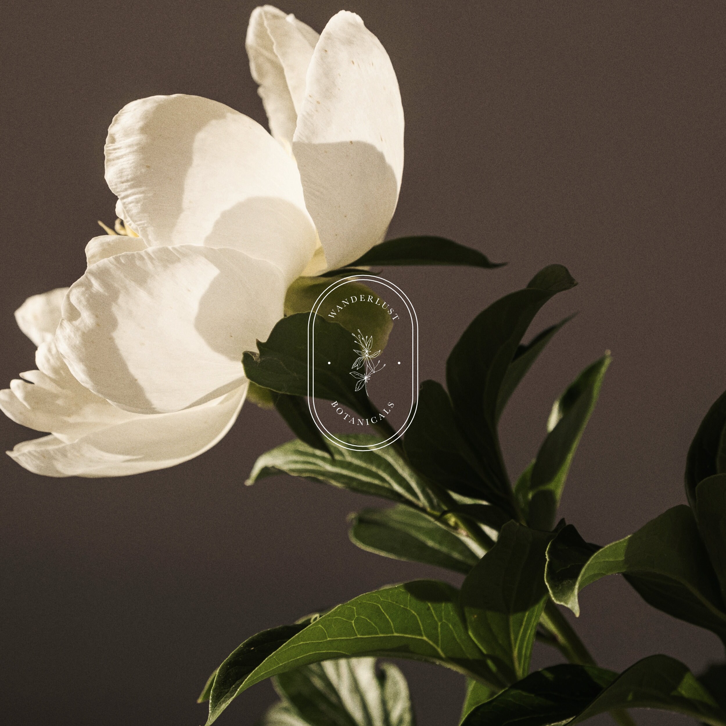 Oval Floral Logo Design Premade Logo Watermark Branding Logo Design ...