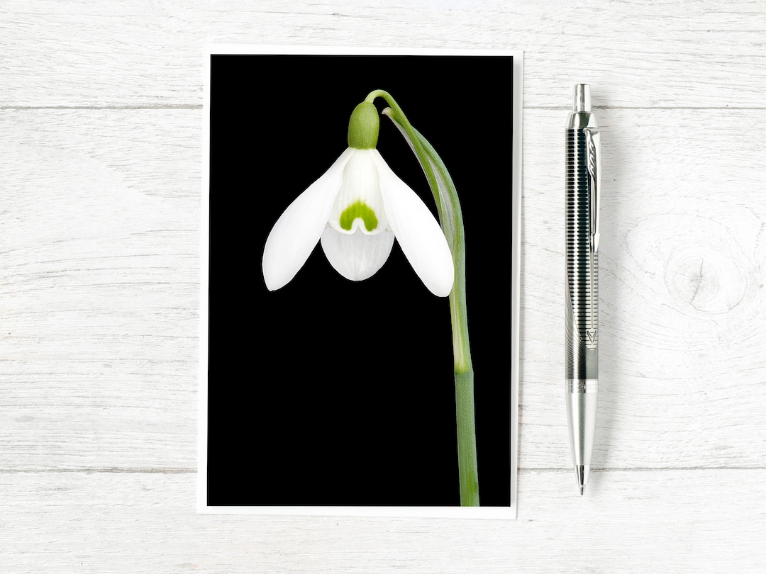 Snowdrop Greeting Card Unique Snowdrops January Birth Flower and Plant ...