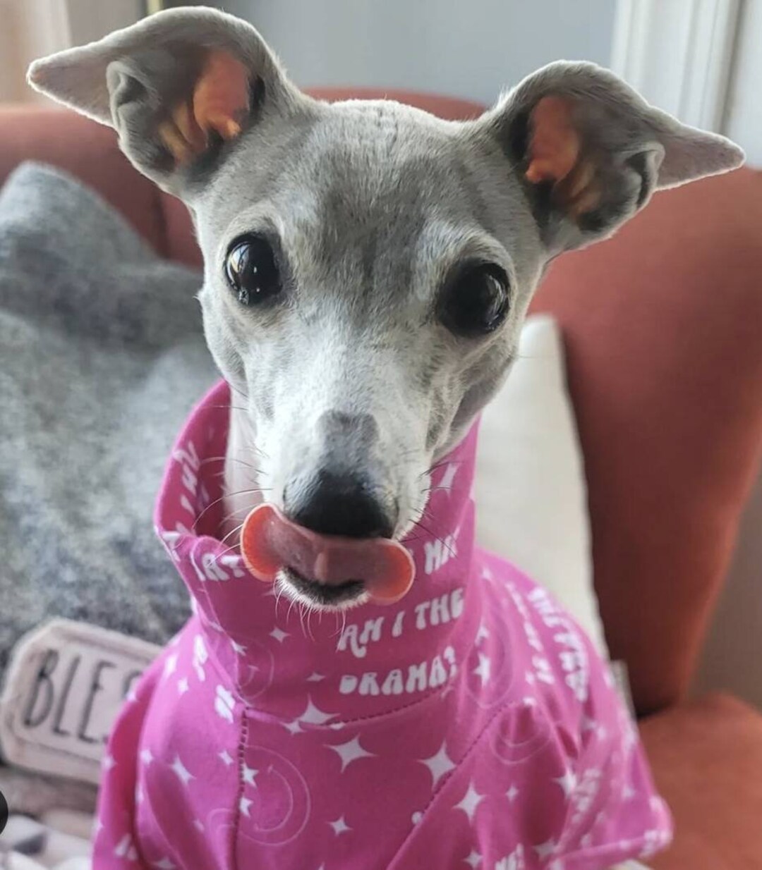 Custom Am I the Drama Italian Greyhound Top. 2 Legged Shirt. Iggy Tops ...