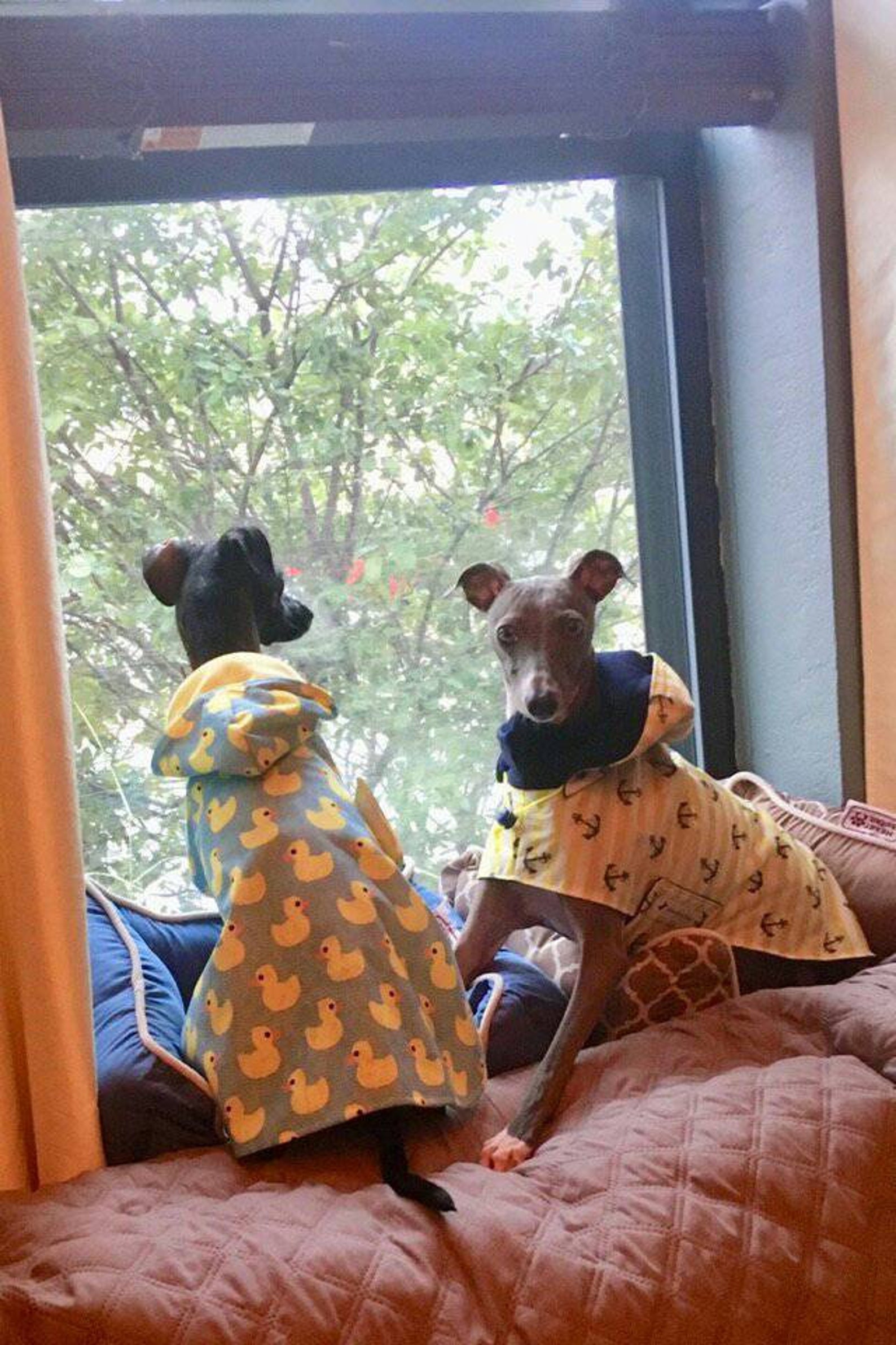 Custom Italian Greyhound Blanket Style Raincoat. Iggy | Etsy