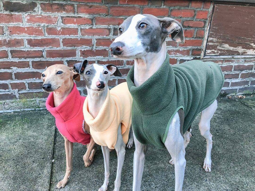 Ready to Wear Italian Greyhound Fleece Vests. Sleeveless Fleece Tops ...