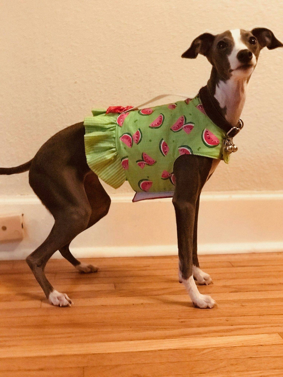 Custom Italian Greyhound Harness Dress for IGGYs and other | Etsy