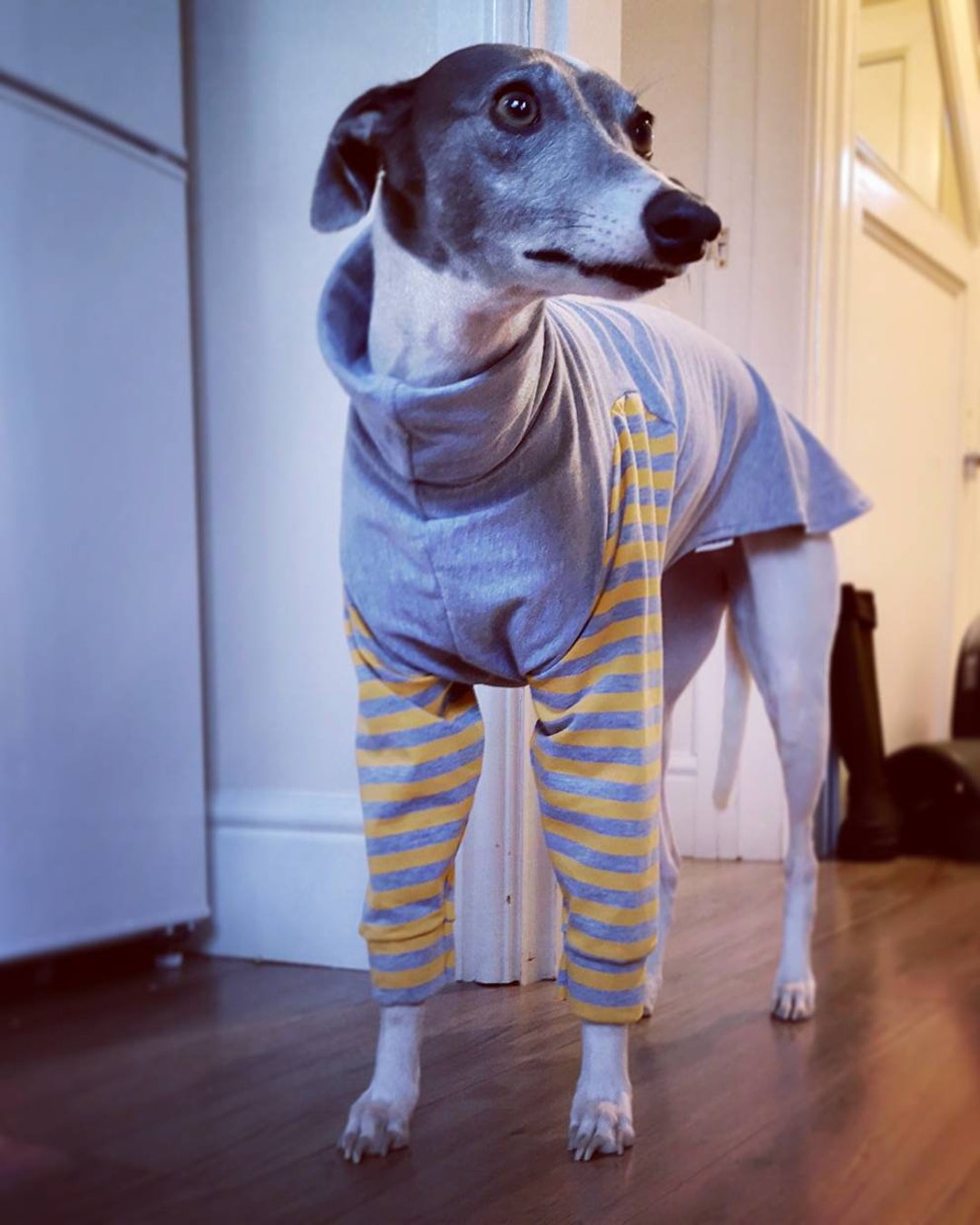 Custom Greyhound or Whippet Tops. 2 Legged Whippet Jumper. Whippet ...