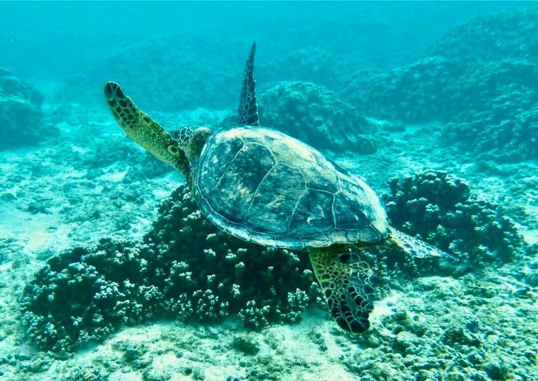 Flying Sea Turtle off the Coast of Oahu - Etsy