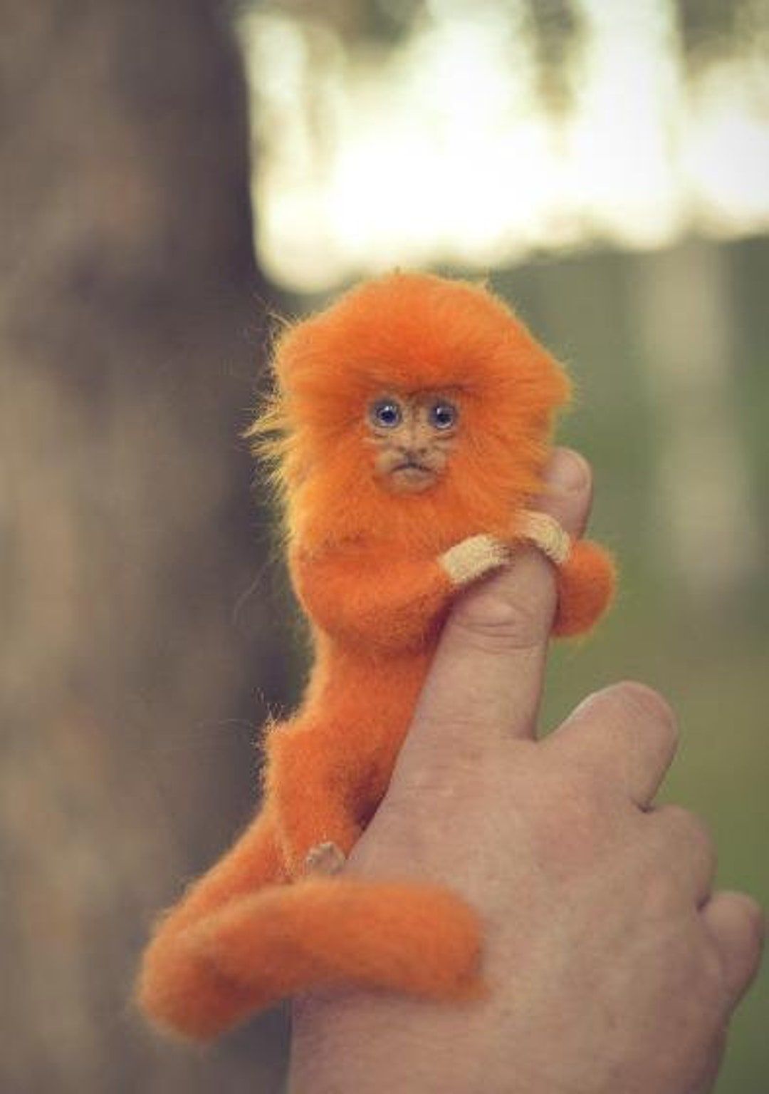 Red Marmoset Monkey Made to Order Collectible Marmoset Figurine Monkey Sculpture Marmoset Monkey ...