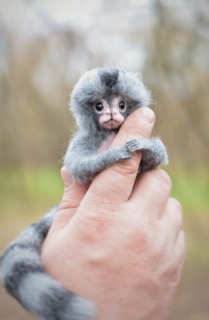 Finger Monkey Pet